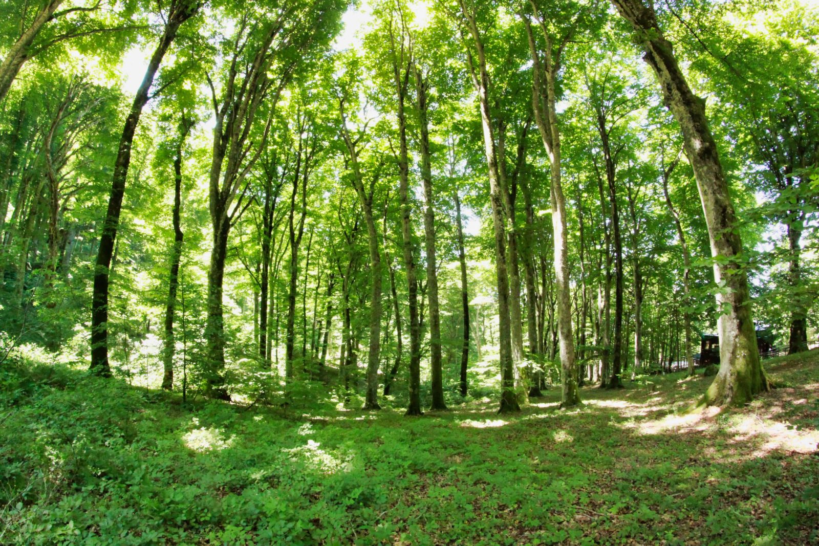 Una Baita di montagna immersa nella faggeta dei monti cimini
